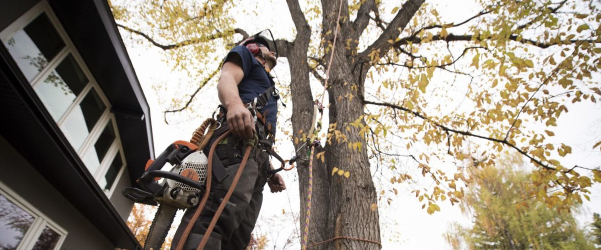 The Essential Guide to Purchasing Tree Service Equipment