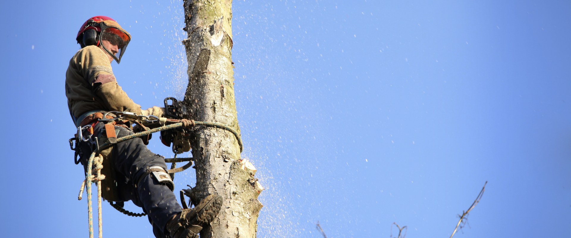 Tree Service Regulations: What You Need to Know