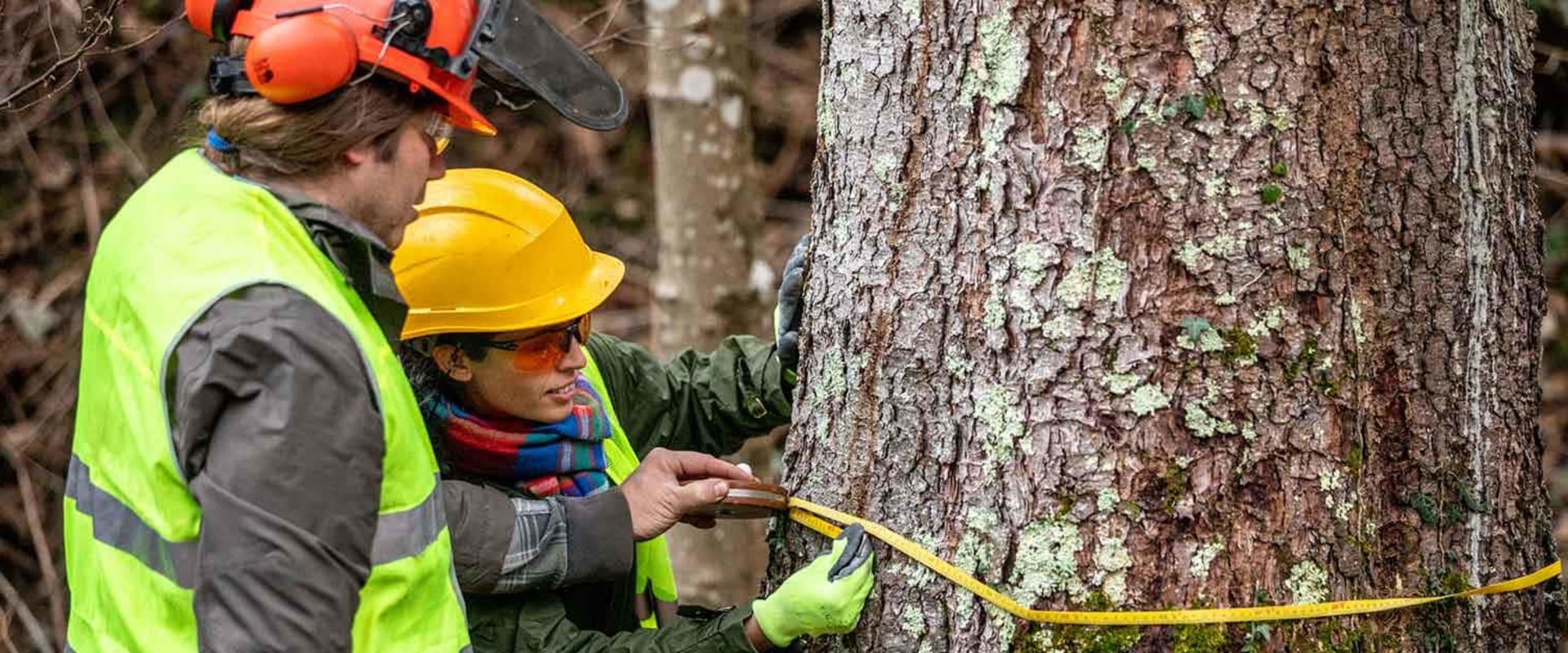 Safety Precautions for Tree Service Equipment: A Guide for Tree Workers