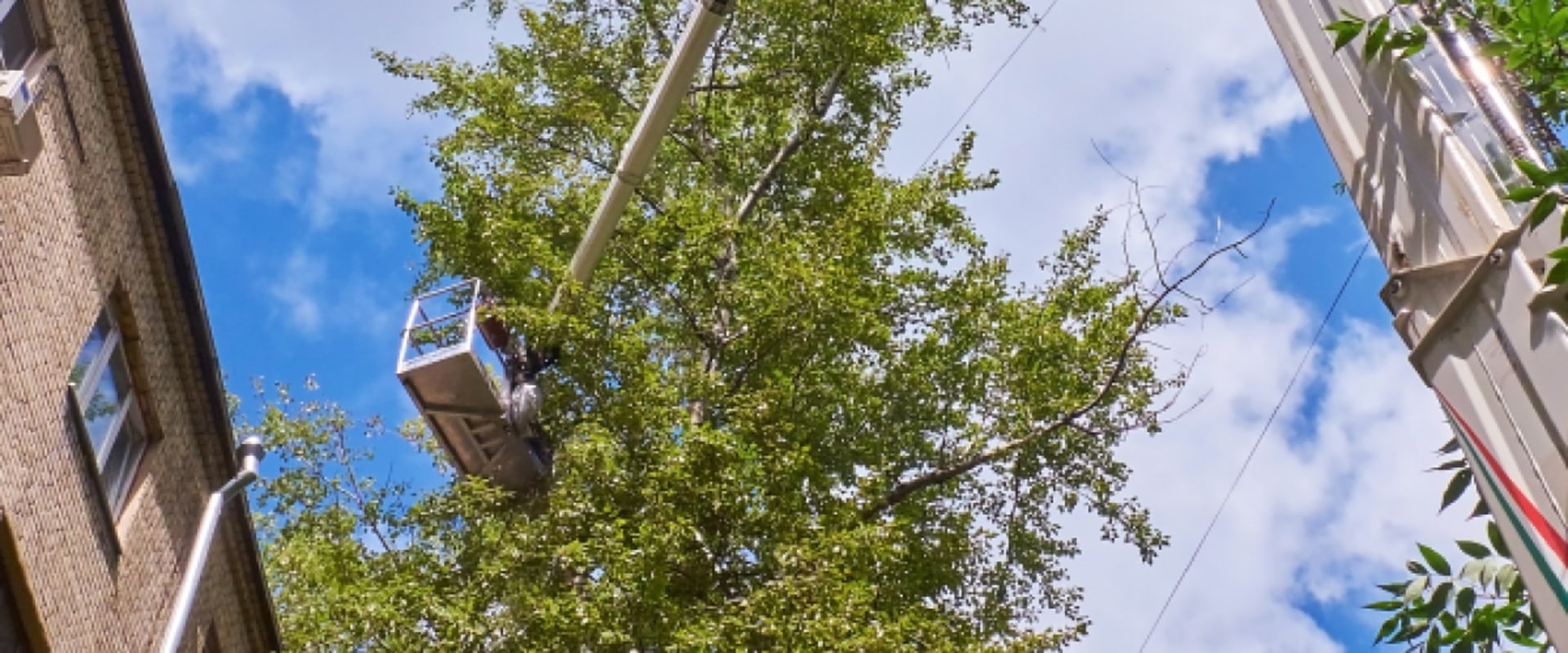 The Most Common Types of Tree Service Equipment
