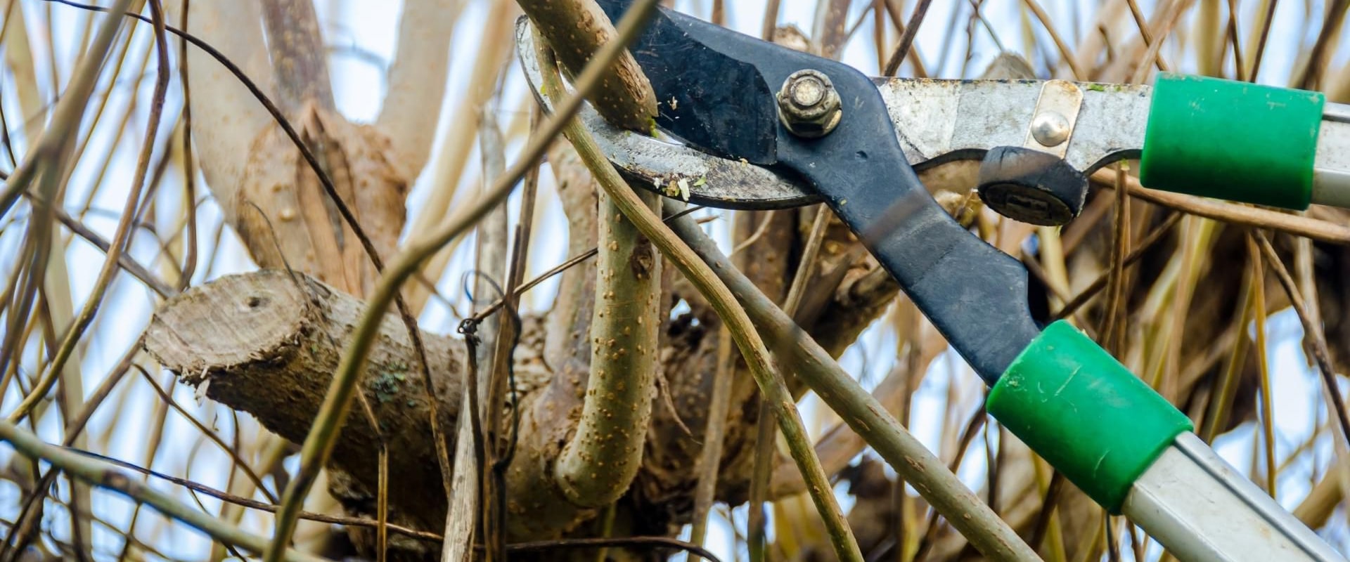 15 Essential Safety Tips for Tree Pruning and Removal