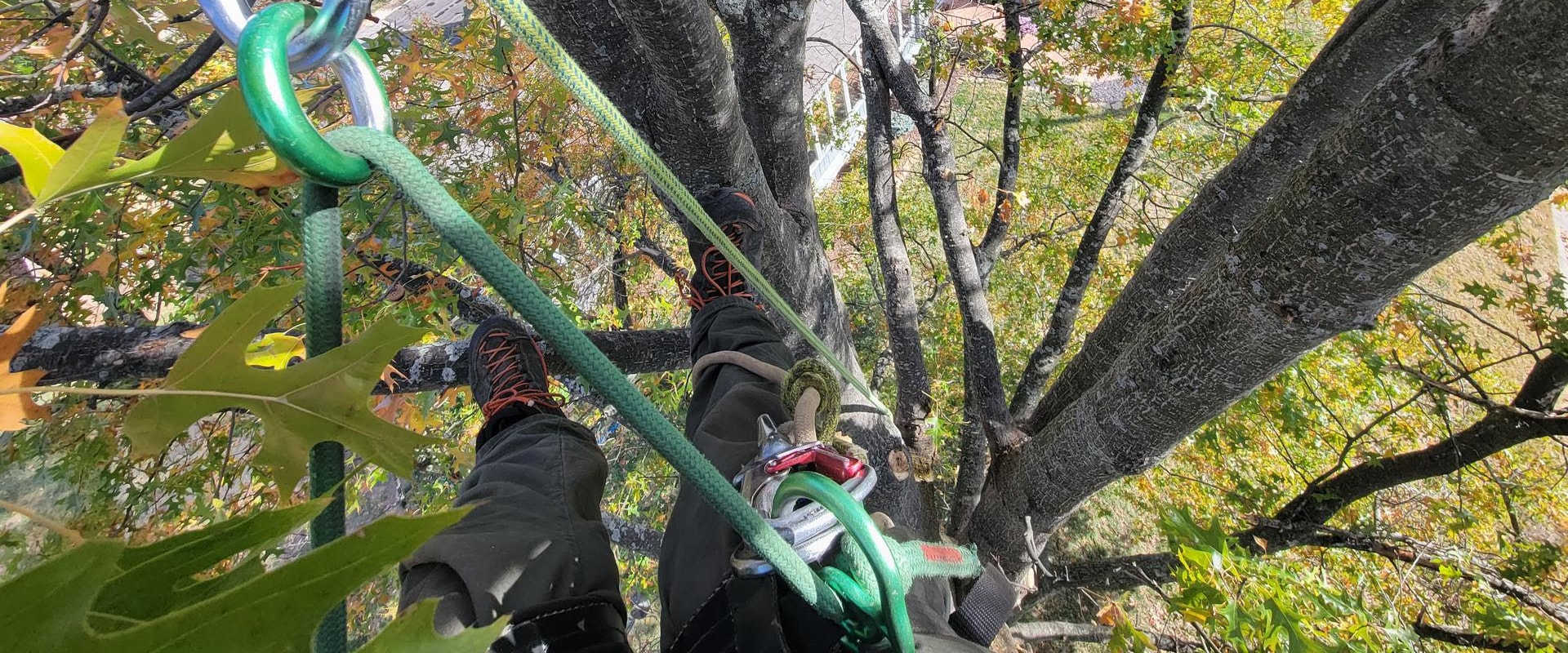 A Tree's Tale: The Impact Of Professional Tree Service Equipment On ...