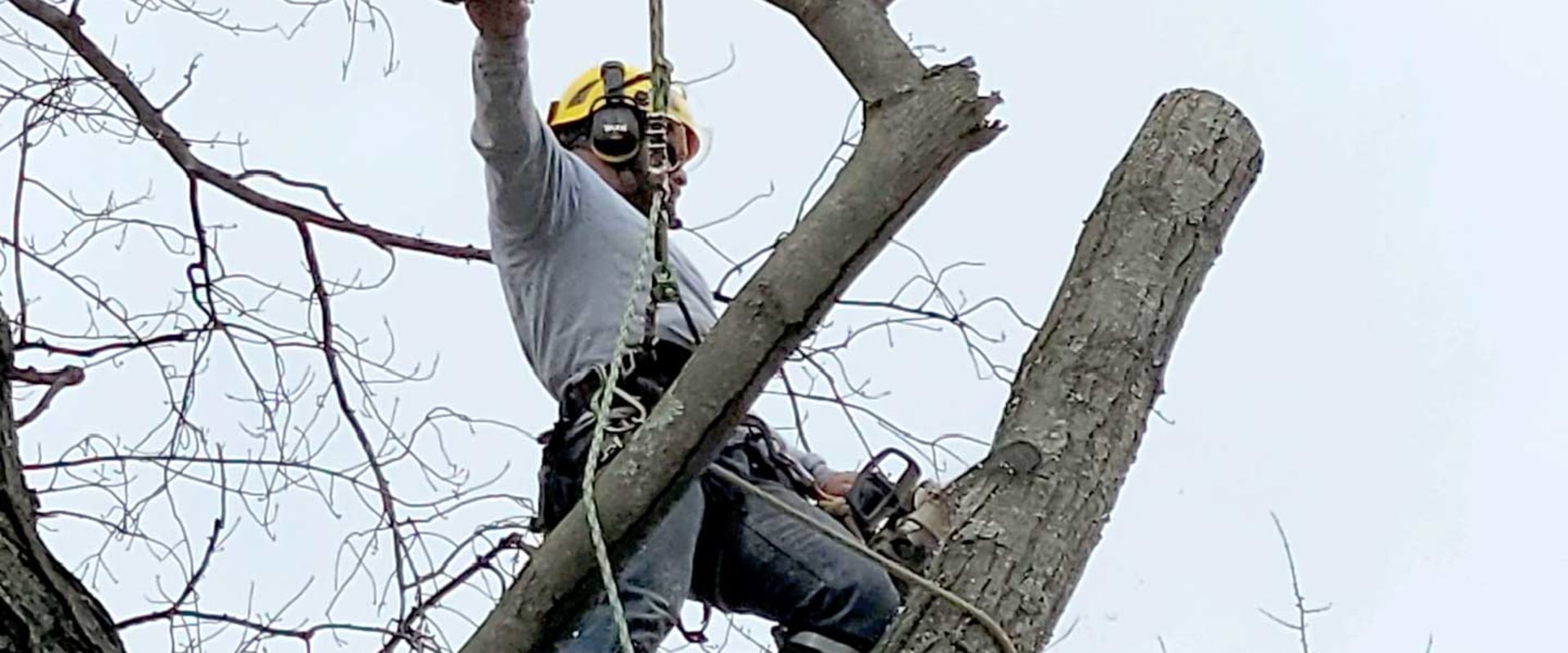 Essential Equipment For Professional Tree Removal In Louisville: What ...