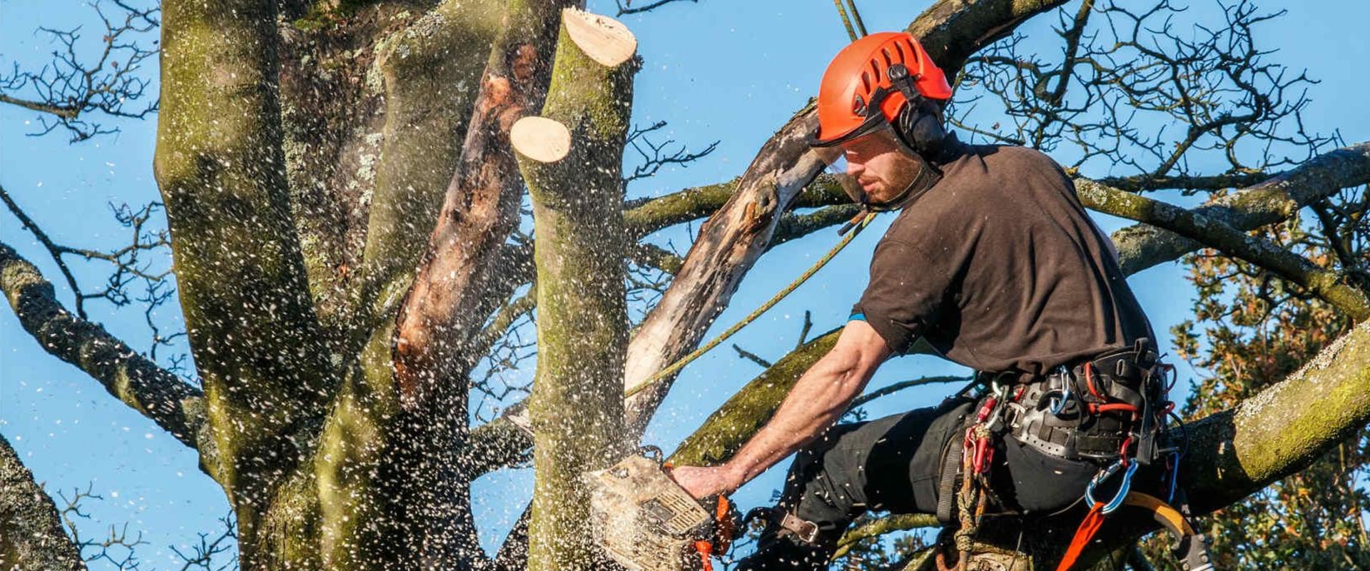 Safety Gear for Tree Services: What You Need to Know