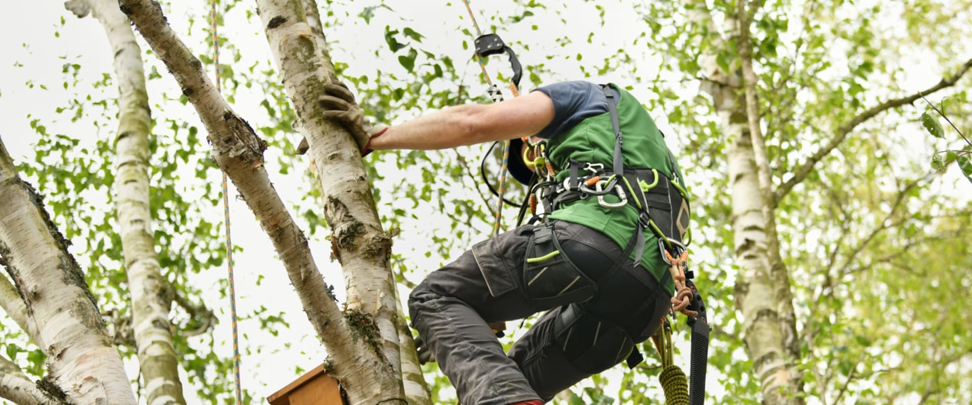 Safety First: The Importance Of Proper Tree Service Equipment For ...