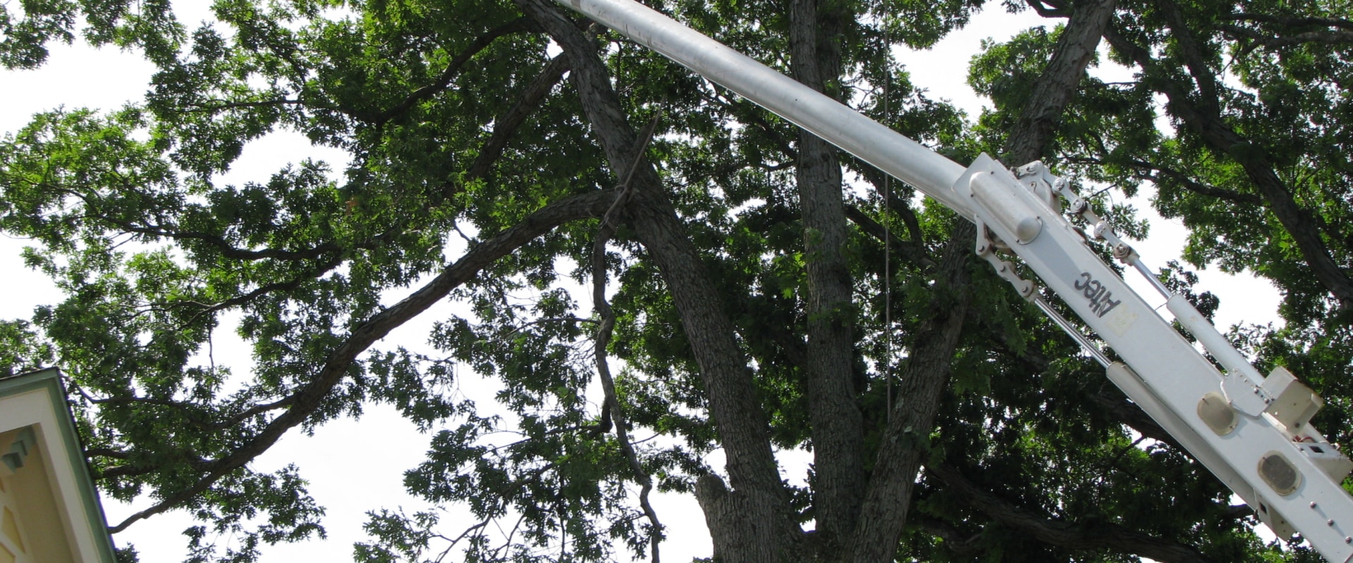 Safety Equipment: Essential for Tree Service Work