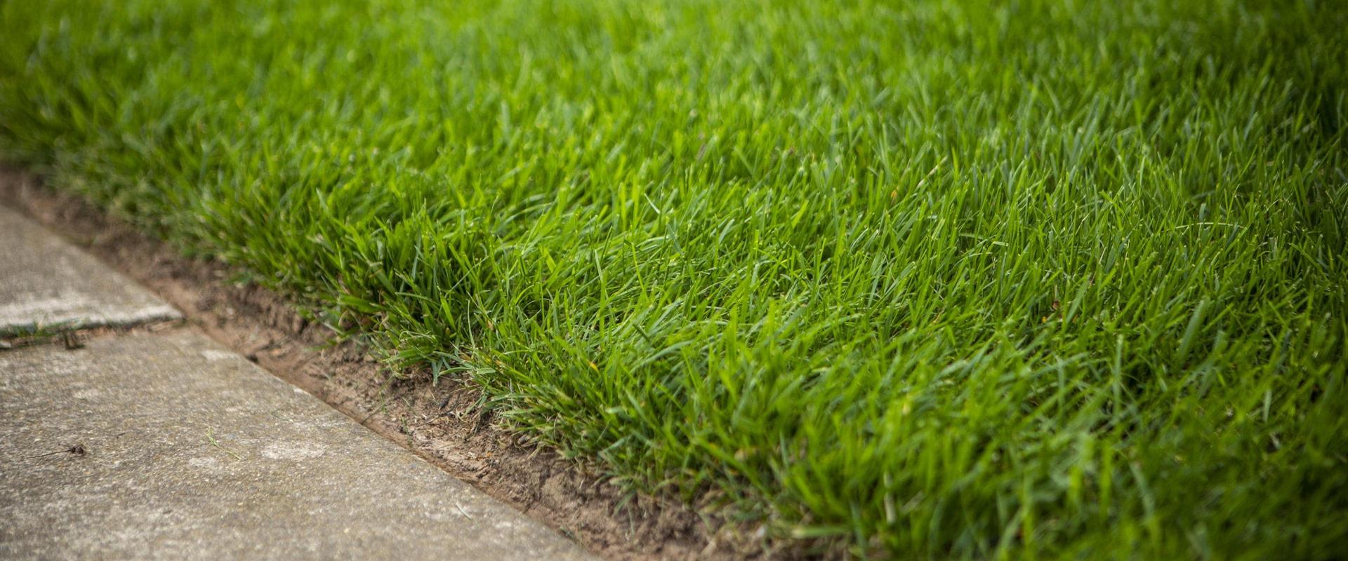 Achieving a Lush, Green Lawn: Aeration Services And Advanced Tree ...