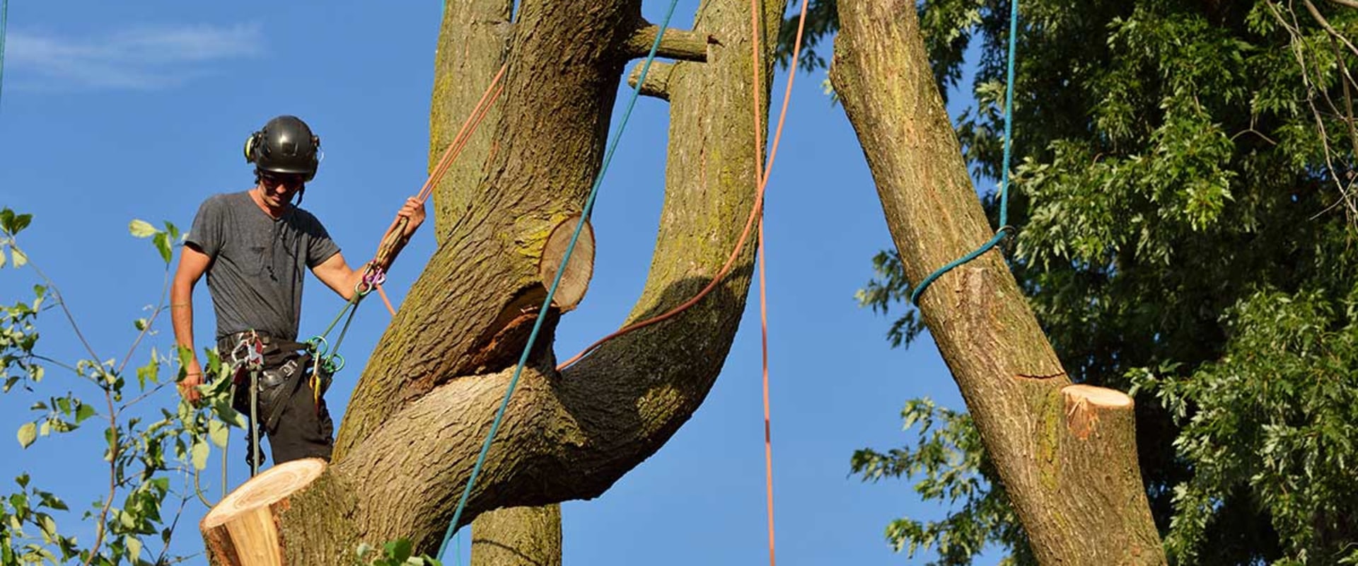 Safety Protocols for Operating Tree Service Equipment: An Expert's Guide
