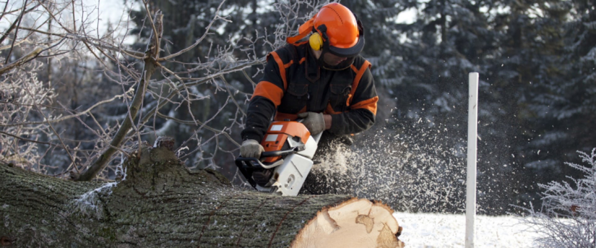 Tree Care and Removal: Hazards and Requirements for Employers